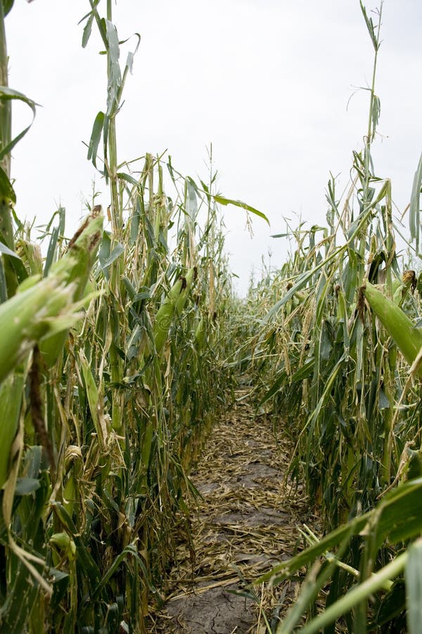 300 Corn Field Damage Storm Stock Photos - Free & Royalty-Free Stock ...