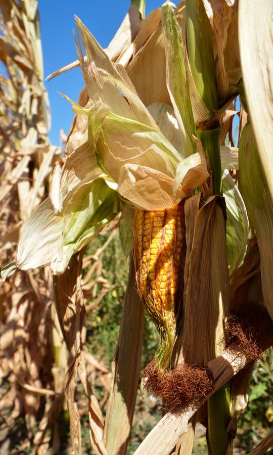 Damaged corn field stock photo. Image of farm, drought - 254862956
