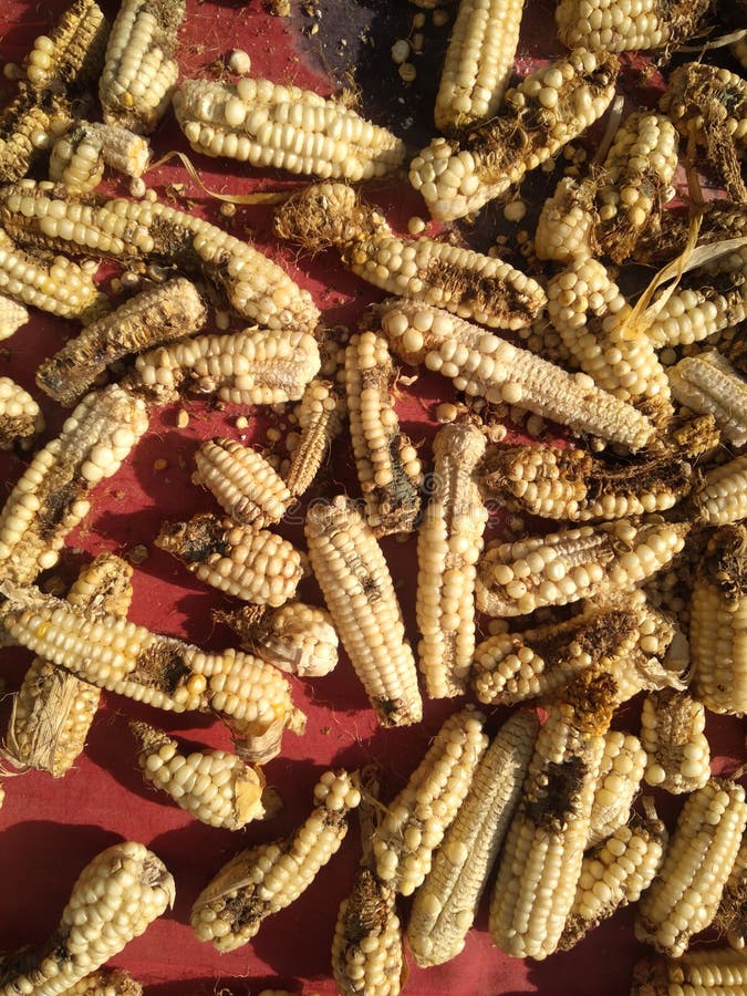 Damaged corn stock image. Image of food, farm, crops - 130513589