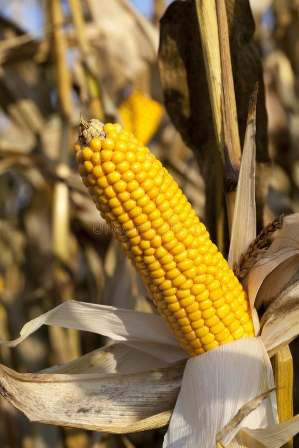 Damaged corn stock photo. Image of grain, natural, healthy - 130432884