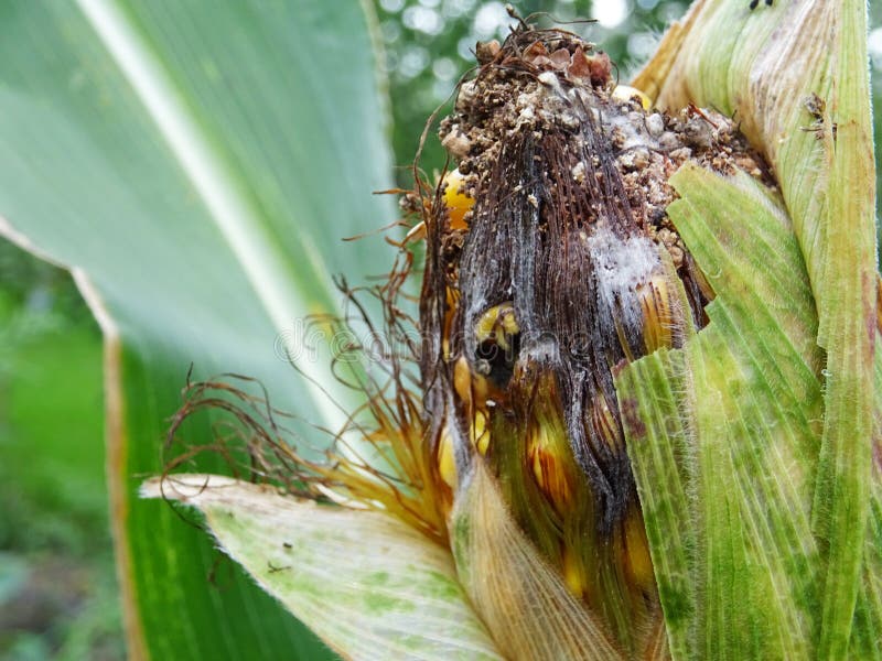 Damaged Corn Plants in the Field, Crop Loss Stock Image - Image of ...