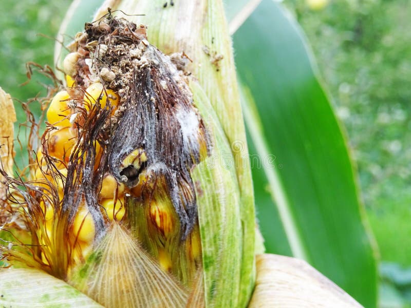 Damaged Corn Plants in the Field, Crop Loss Stock Image - Image of ...