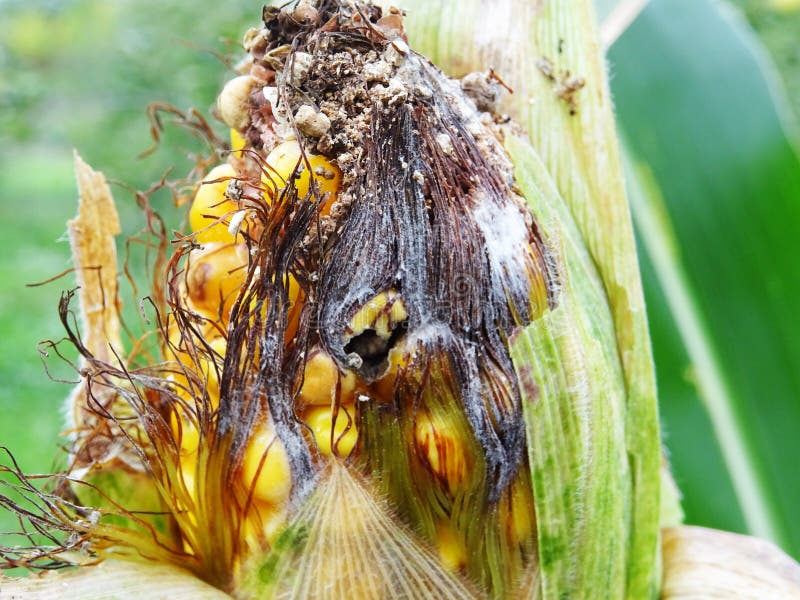 Damaged Corn Plants in the Field, Crop Loss Stock Photo - Image of ...