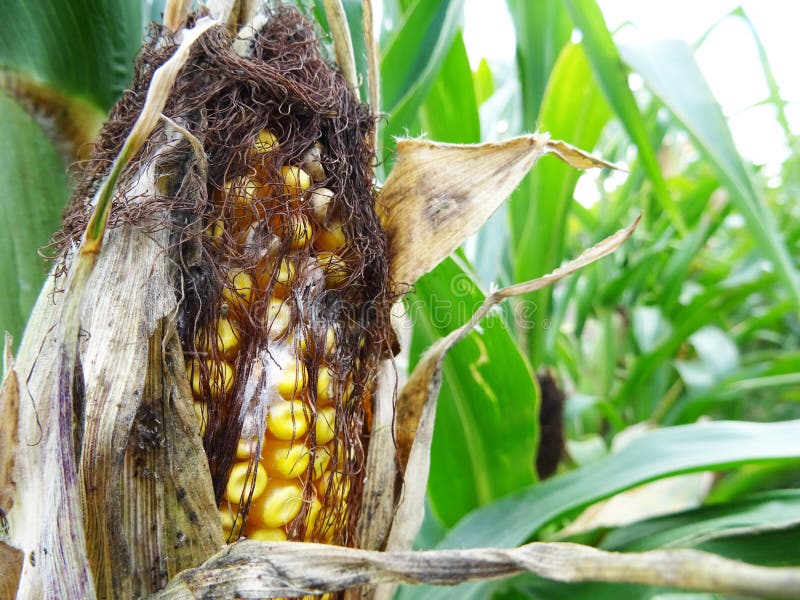 Damaged Corn Plants in the Field, Crop Loss Stock Photo - Image of ...