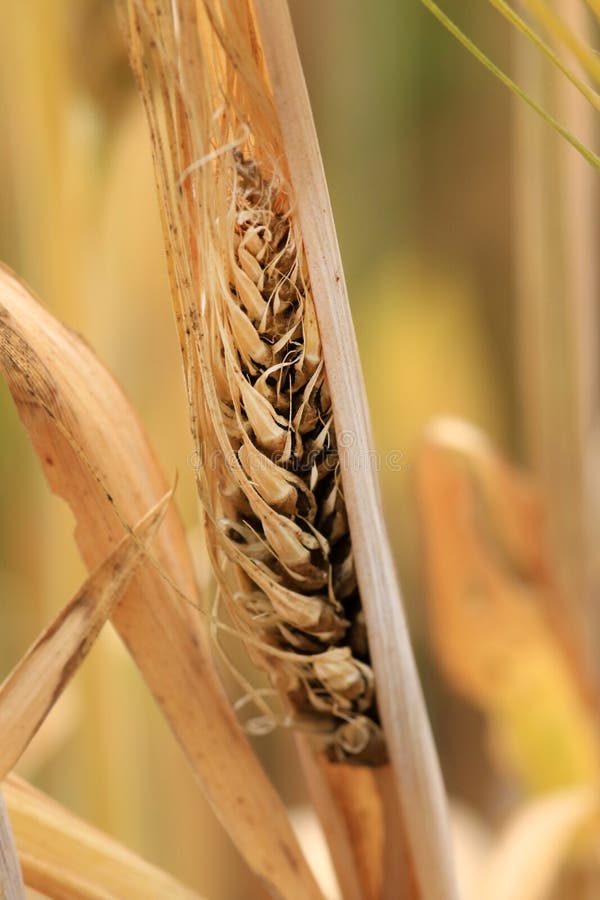 Damaged wheat stock photo. Image of dark, cereal, grass - 20966448