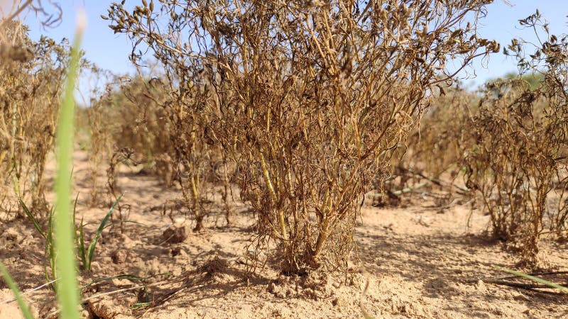 Poor Crop of Cumin Due To Rain Stock Photo - Image of nature, ripped ...