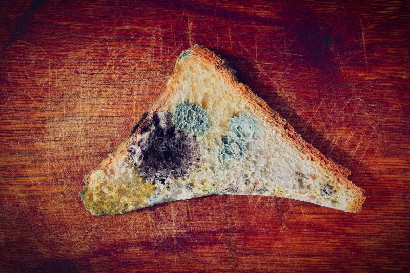 Damaged Dried Bread Covered with Mold Stock Photo - Image of loaf ...