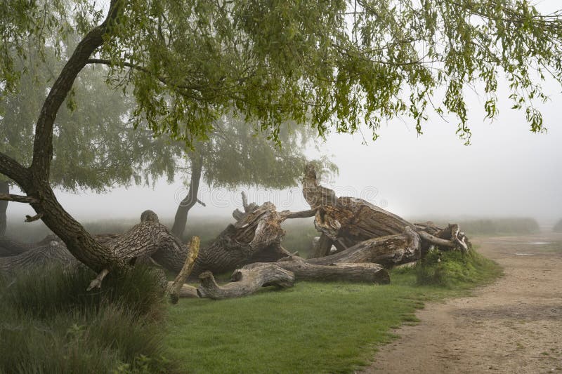 Damaged fallen willow tree stock photo. Image of decay - 317431538