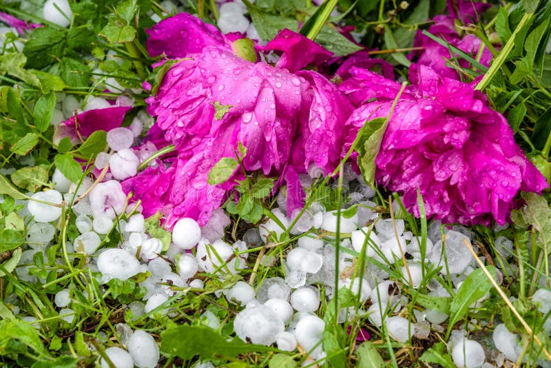191 Hard Hailstorm Stock Photos - Free & Royalty-Free Stock Photos from ...