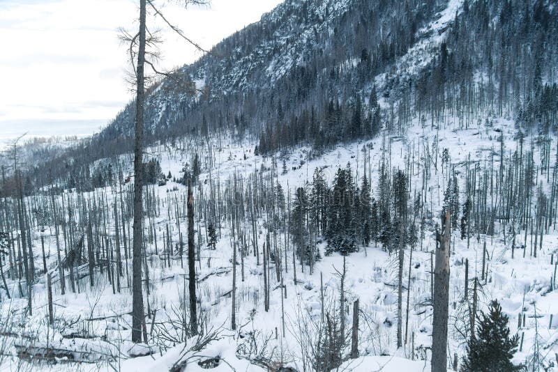 Damaged forest stock photo. Image of mountains, roztoki - 34889376
