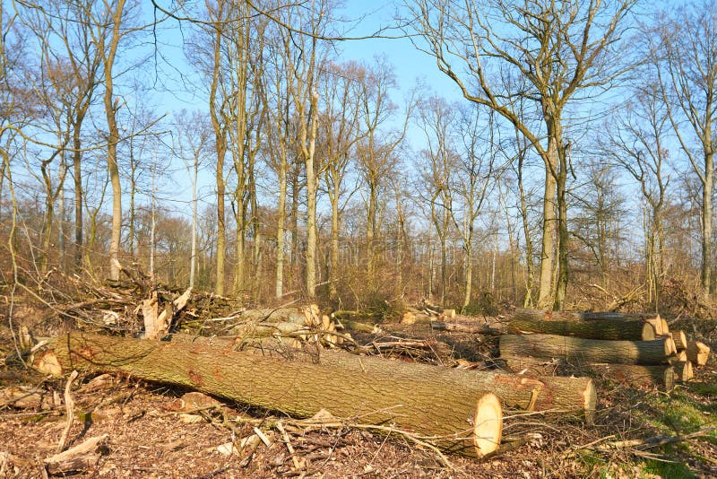 Damaged Forest stock photo. Image of ecology, forestry - 50301372