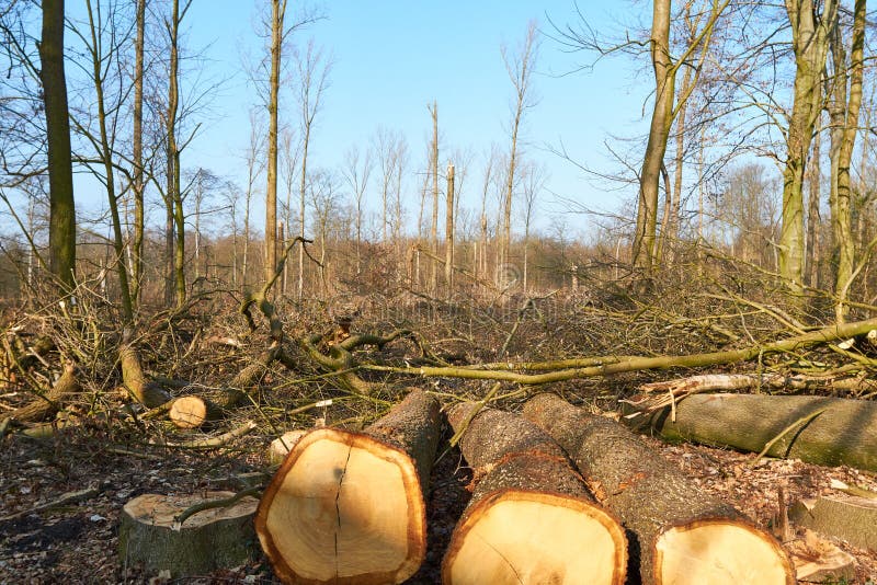 Damaged Forest stock photo. Image of damage, destroyed - 50301902