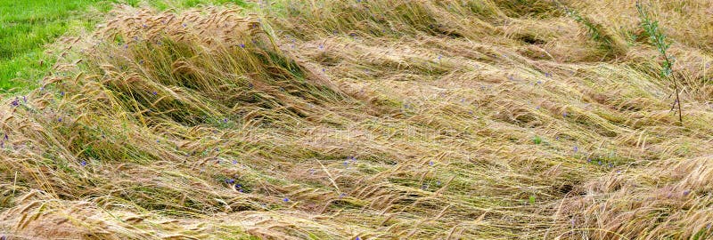 Damaged grain field stock image. Image of field, farmland - 154793247