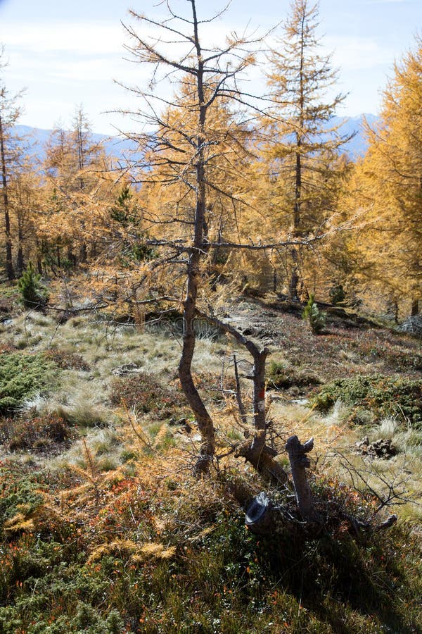 Larch tree in fall foliage stock image. Image of hills - 80082499