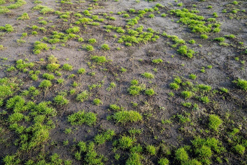 Lawn at a soccer field stock photo. Image of land, beautiful - 164388030