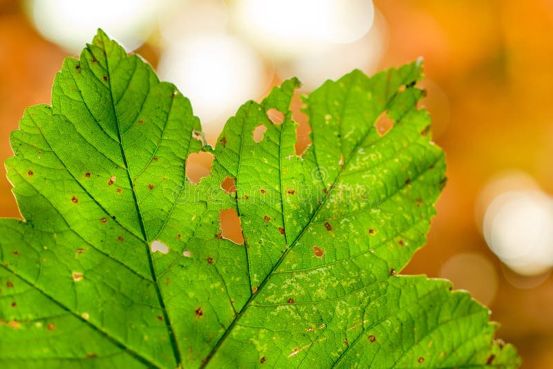 Damaged Leaf with Sick or Disease. Stock Image - Image of green, garden ...