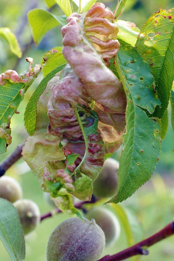 Damaged leaf peach. stock photo. Image of deformans, fungus - 40895992