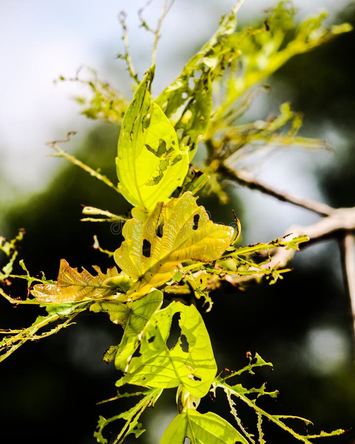 A Damaged Leaf on the Tree Branch Stock Image - Image of leaf ...