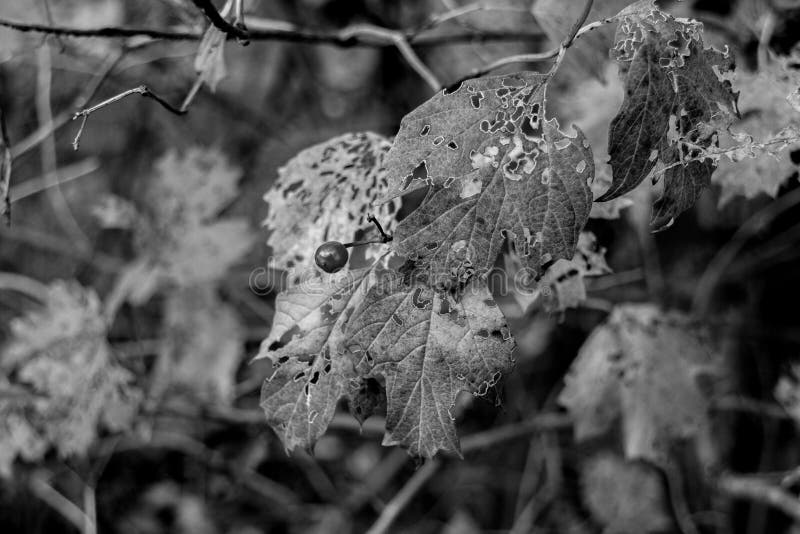 Damaged Leaves and Fruit on Tree at Autumn Stock Photo - Image of ...