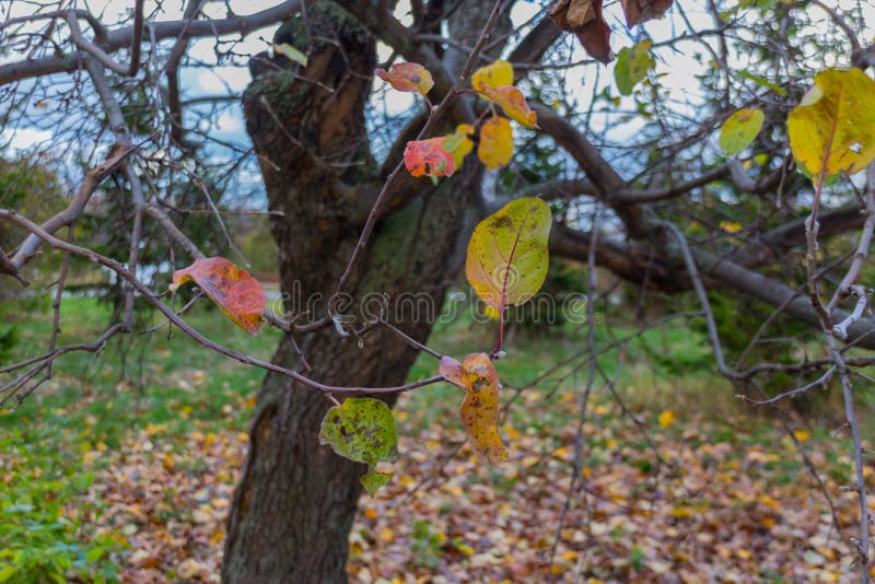 Damaged Leaves on the Tree at Autumn Stock Image - Image of outdoors ...