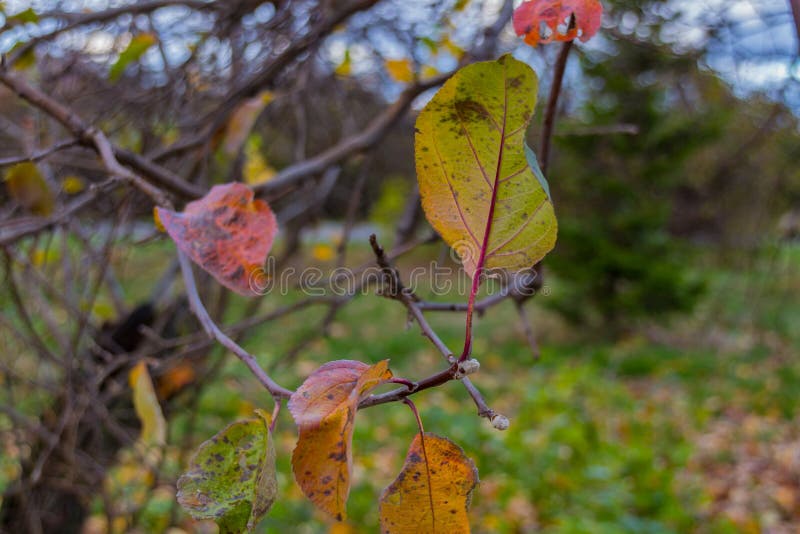 Damaged Leaves on the Tree at Autumn Stock Photo - Image of detail ...