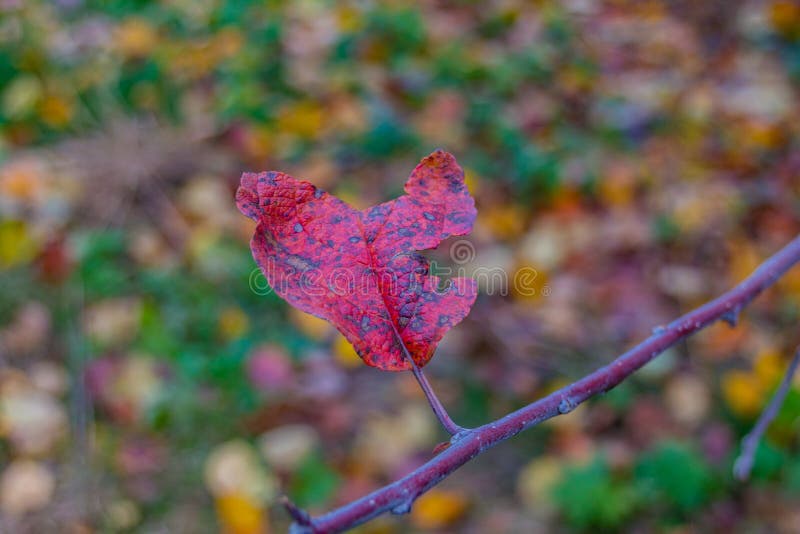 Damaged Leaves on the Tree at Autumn Stock Image - Image of floral ...