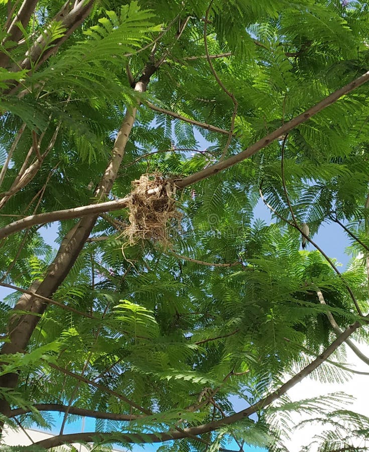 Damaged Nest of a Bird on a Tree Stock Photo - Image of blossom, woody ...