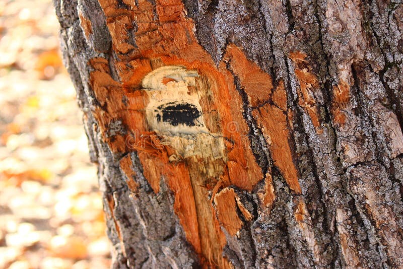 Damaged Oak Tree Bark, Close Up Stock Photo - Image of lumberjack, bark ...