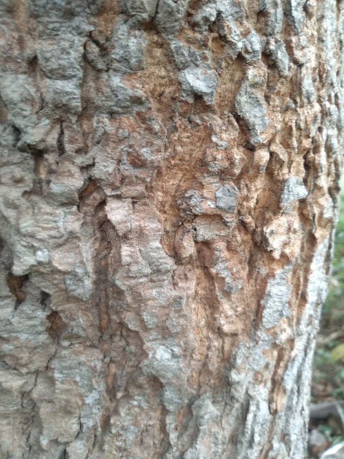 Old Bark stock photo. Image of damaged, grey, bark - 117861668