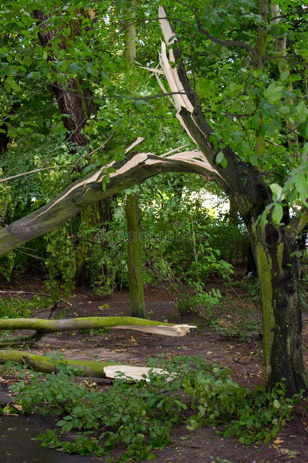 Damaged Old Tree after Storm in Park Stock Image - Image of leaf ...