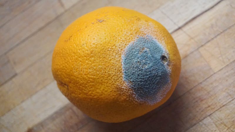 Damaged orange fruit stock photo. Image of disgusting - 113472290