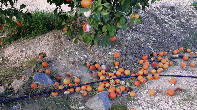 Damaged Orange on Tree Reveals the Impact of Mold. Explore Agricultural ...