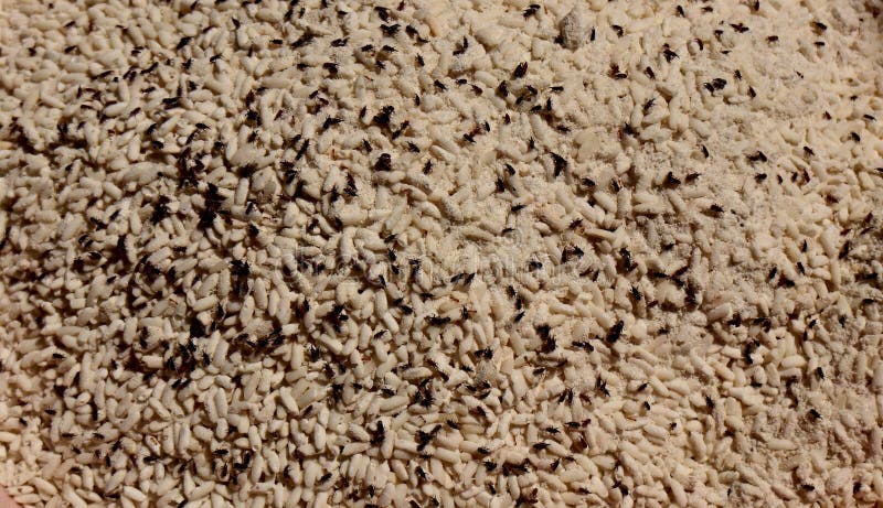 Damaged rice. Bug on rice. stock photo. Image of food - 326055006