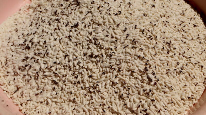 Damaged rice. Bug on rice. stock photo. Image of damage - 326055042