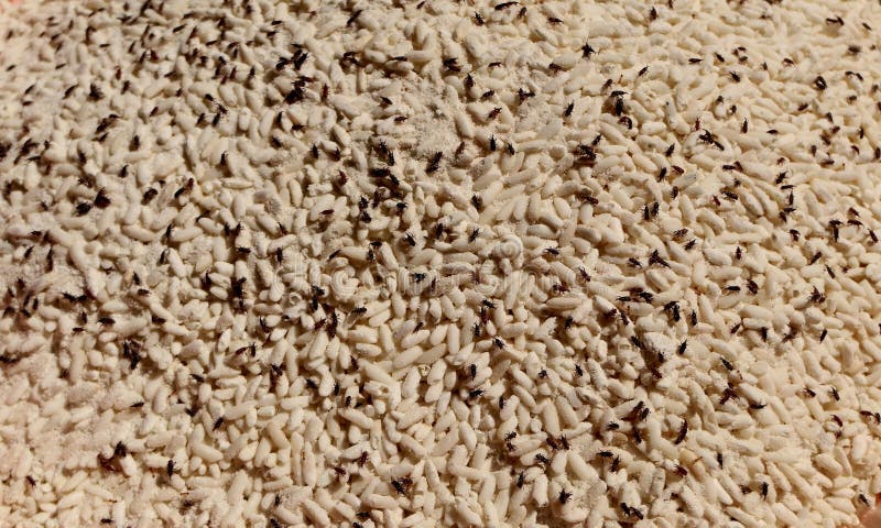 Damaged rice. Bug on rice. stock photo. Image of closeup - 326055076