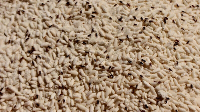 Damaged Rice Was Attacked by Lice. Bug on Rice. Rice Amelon Stock Image ...