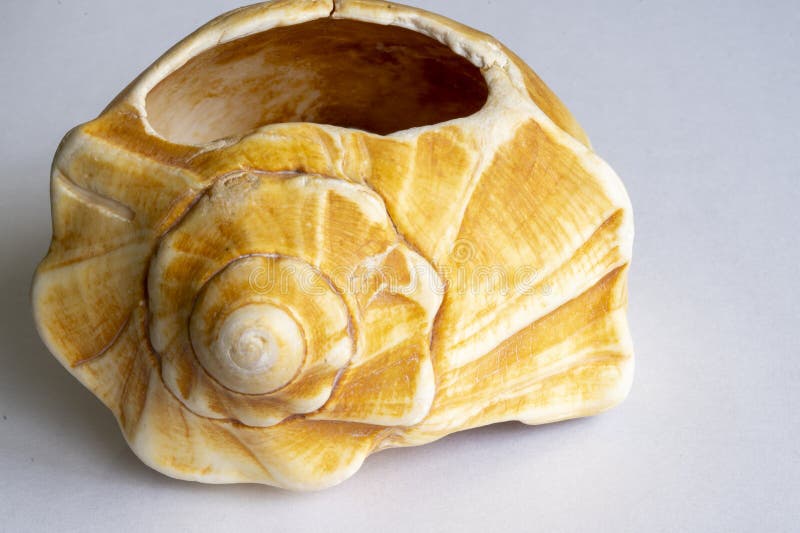Damaged Shell with a Large Hole. Stock Photo - Image of spiral, marine ...