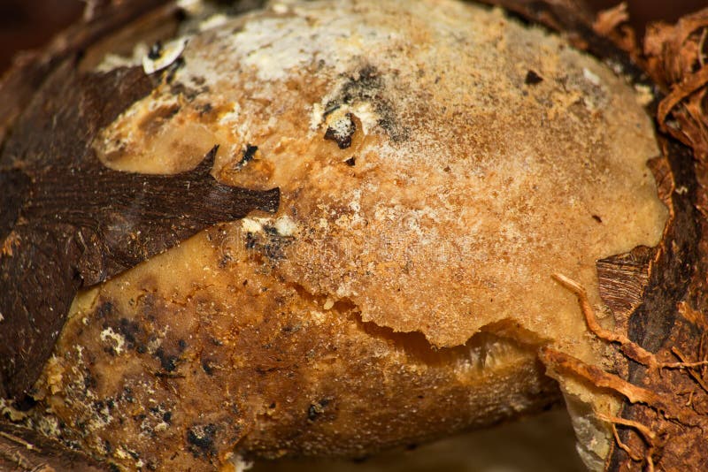 Damaged tainted coconut stock photo. Image of moldy - 142115454