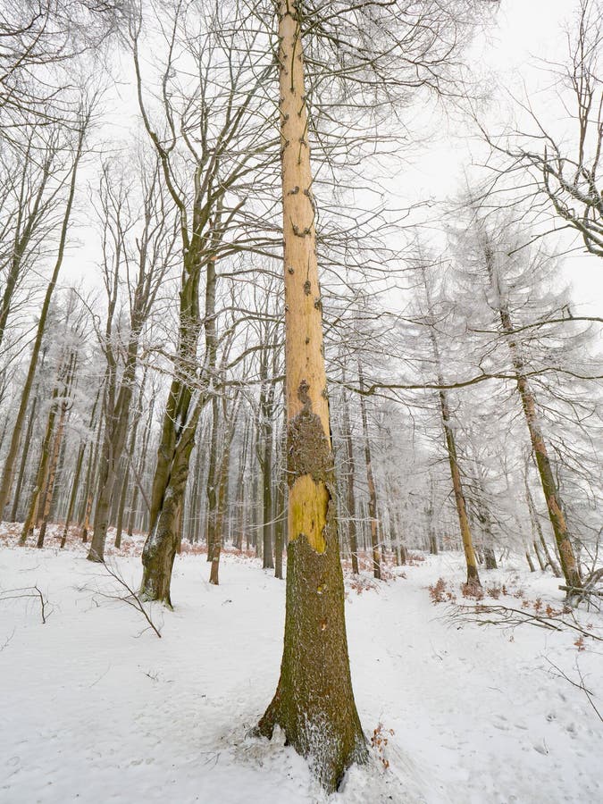 Damaged Timber from European Spruce Bark Beetle Stock Photo - Image of ...