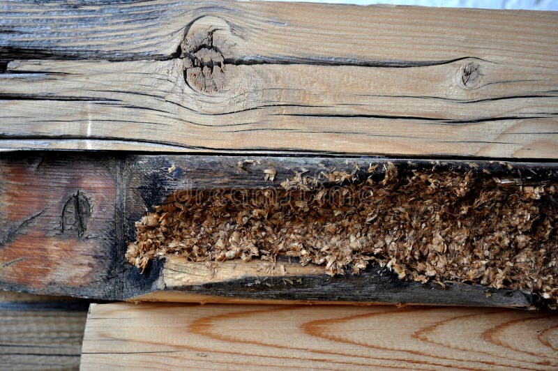 Damaged timber stock image. Image of wood, chips, time - 65674547