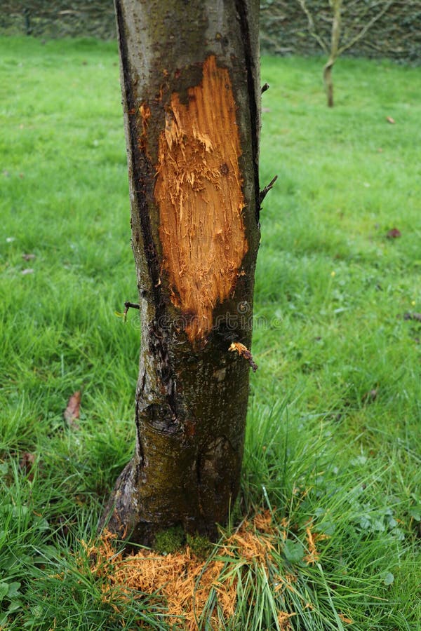 Roebuck Damage To a Tree Trunk Stock Image - Image of wood, outdoors ...