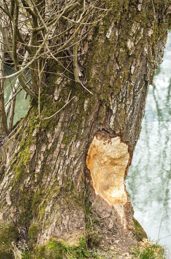 Damaged tree stock photo. Image of chopped, lake, gnaw - 70945120