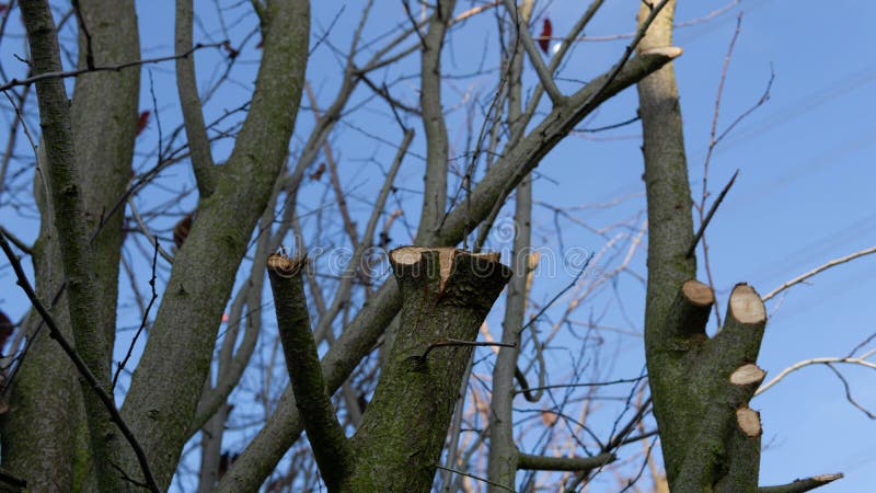 Damaged Tree Branch during Cutting Stock Image - Image of branch, cause ...