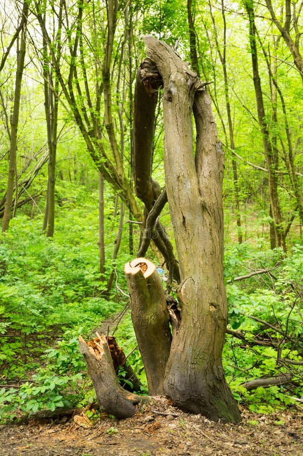 Damaged tree stock photo. Image of damaged, green, plants - 40150048