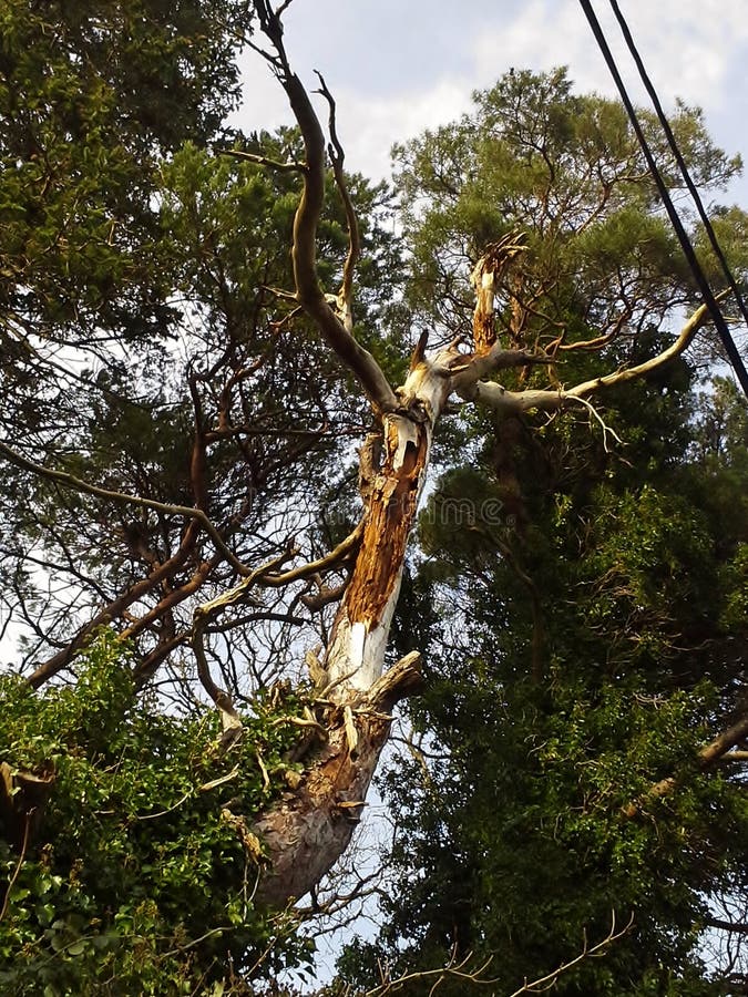 Damaged Tree stock image. Image of rotten, trunk, tree - 91016143