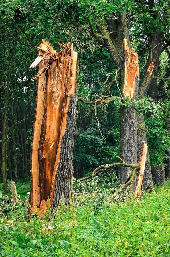 Damaged Tree in the Green Forest. Stock Image - Image of damaged ...