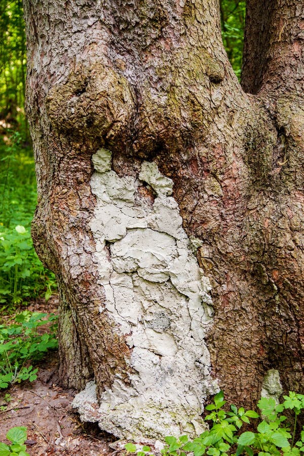 Damaged Tree with Patch of Cement Stock Photo - Image of crack, injury ...