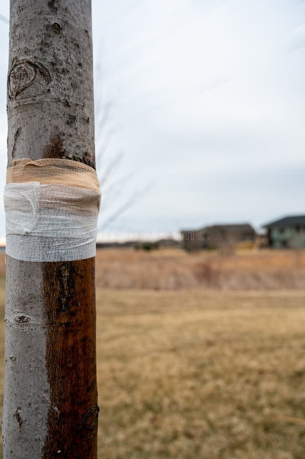 Damaged Bark of on a Peach Tree in the Spring Caused by an Infestation ...