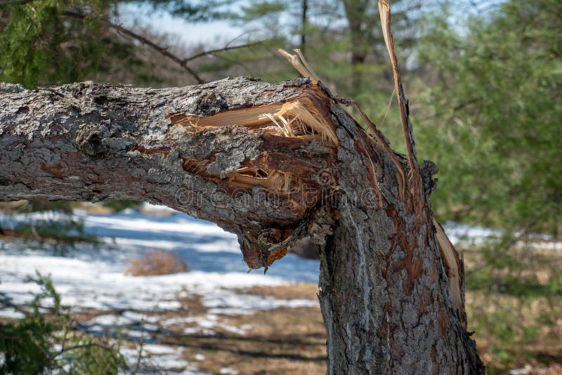 Damaged Tree in Snow Has Fallen Stock Image - Image of aftermath ...