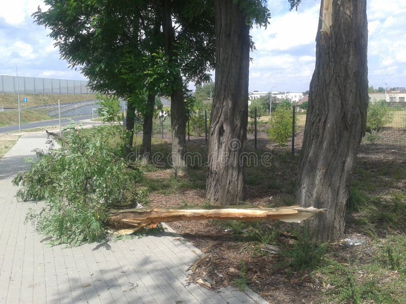 Damaged tree stock photo. Image of yard, tree, plant - 42781266